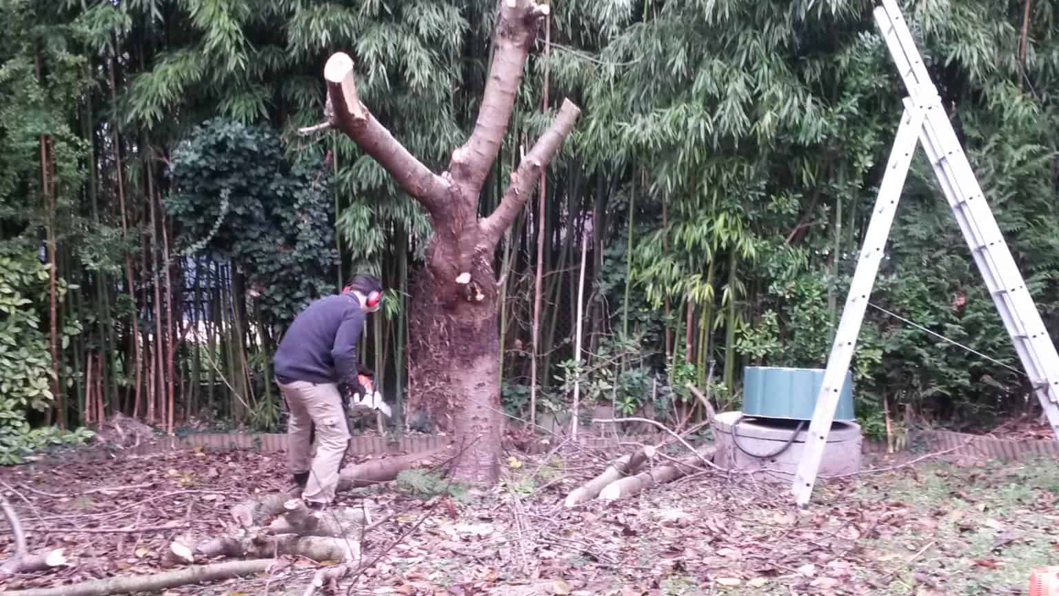 Comment dessoucher un arbre dans son jardin ? – Conseils Ecolovie Projet